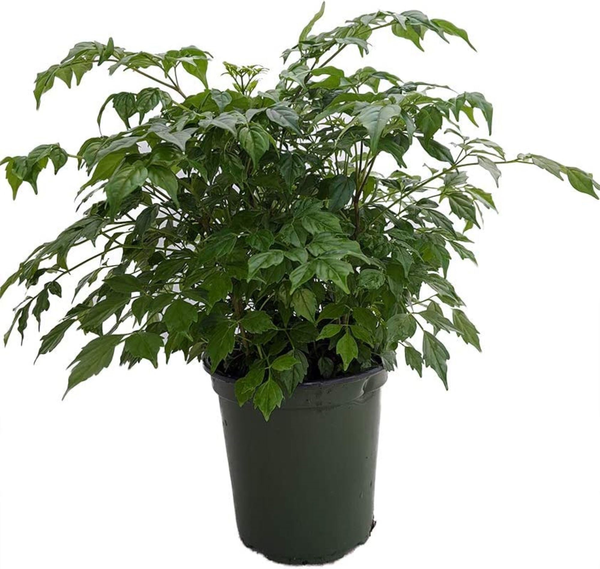 China Doll Tree House Plant