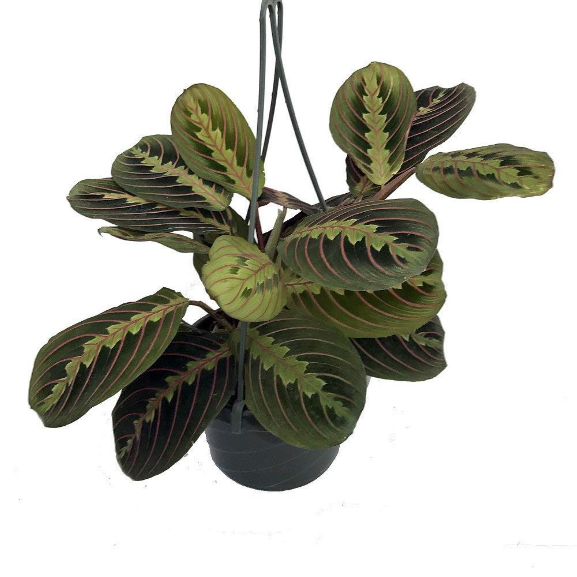 Red Prayer Plant Maranta 6 Hanging Basket Easy to Grow - Etsy