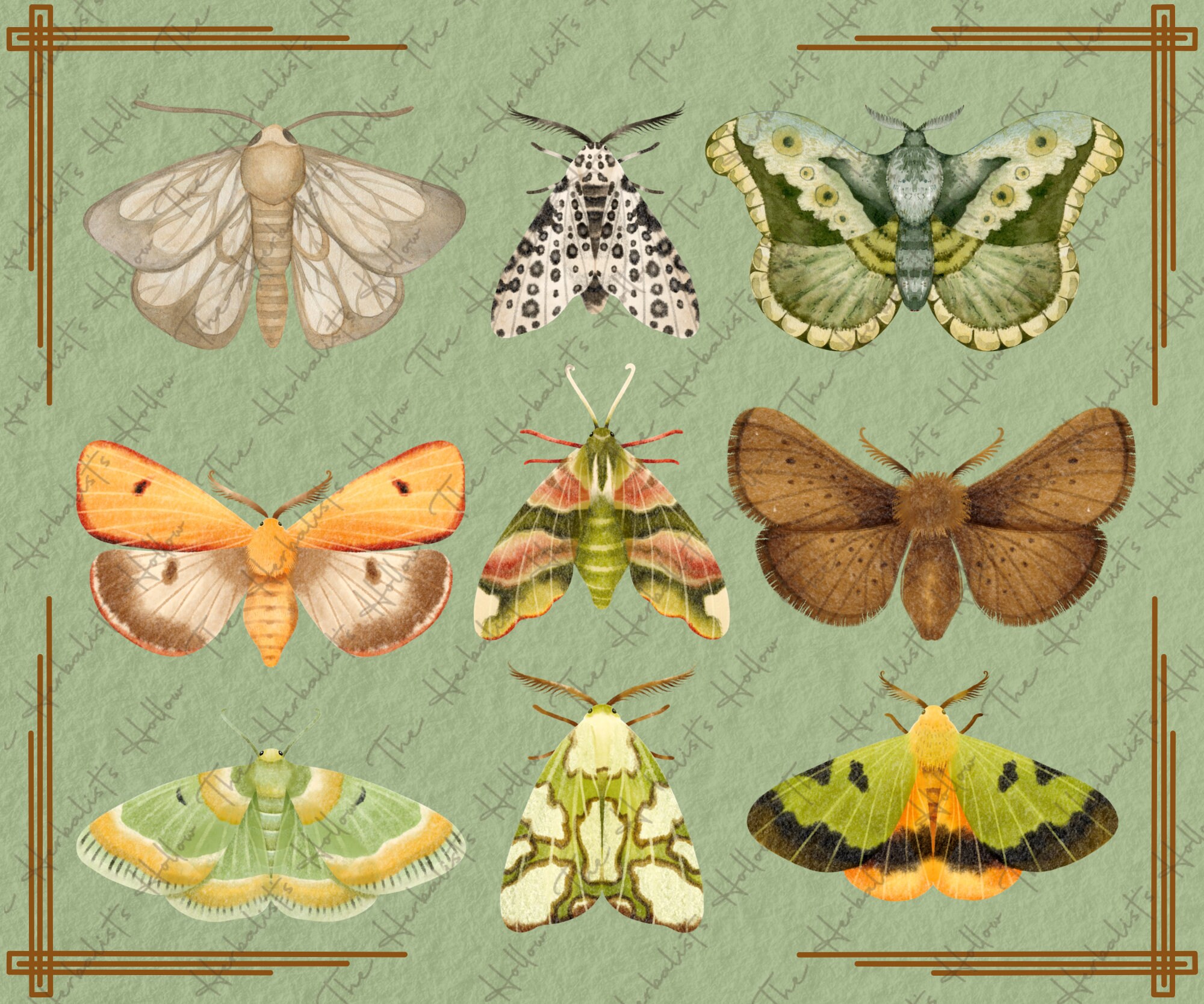 Moths Collection Printable Files - Etsy