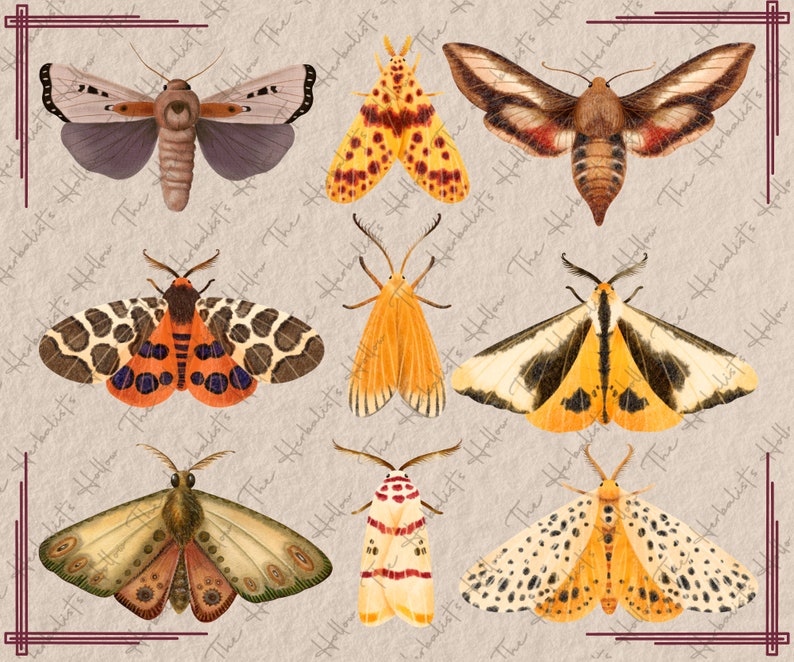 Moths Collection Printable Files - Etsy