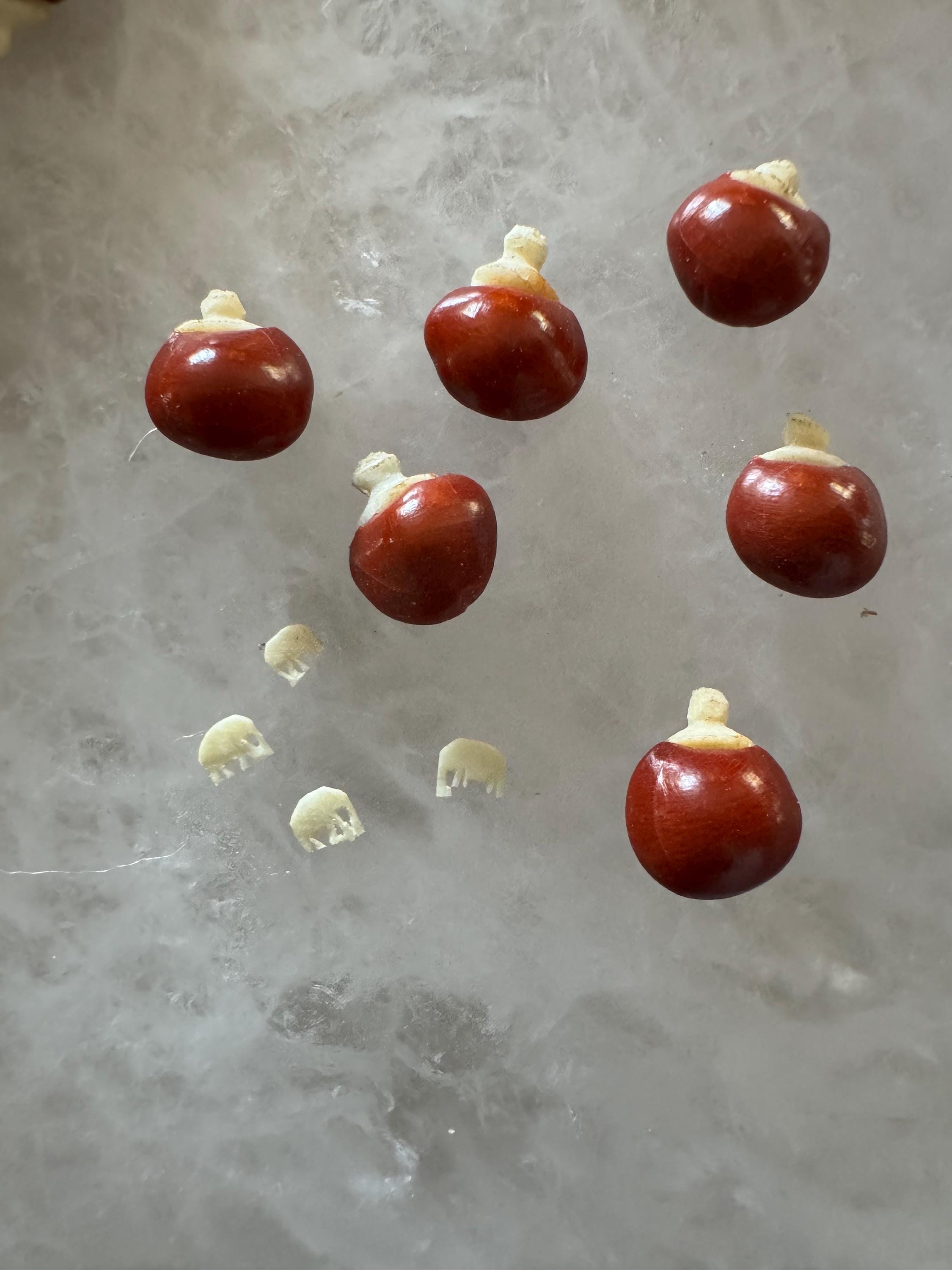 MAGICAL SEEDS From India Manjadikuru Circassian Seed Elephant Carving ...