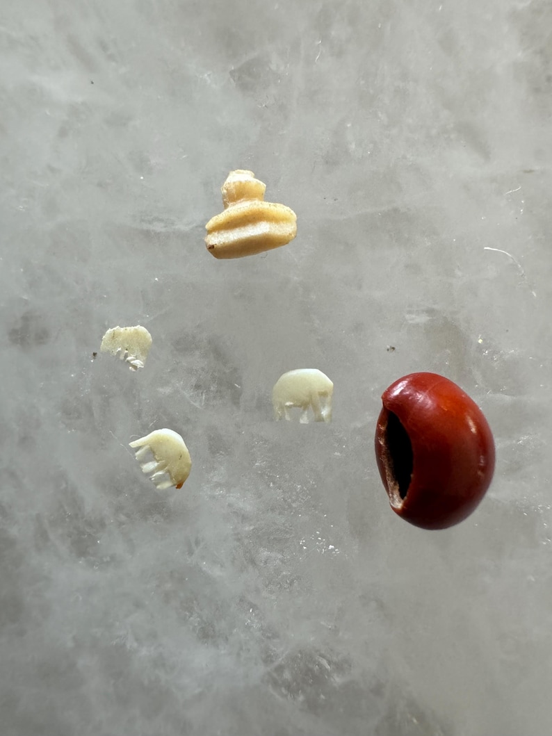 MAGICAL SEEDS From India Manjadikuru Circassian Seed Elephant Carving ...