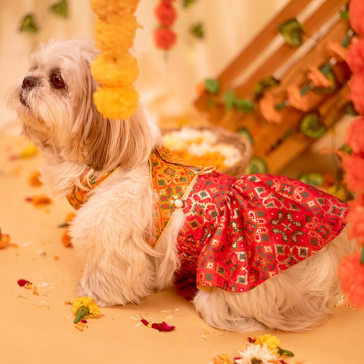 Indian Dog Costume