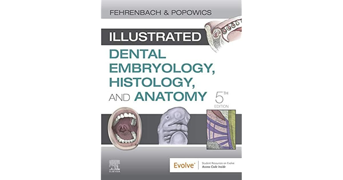 Dental Embryology, Histology and Anatomy Notes CH 3-5 - Etsy