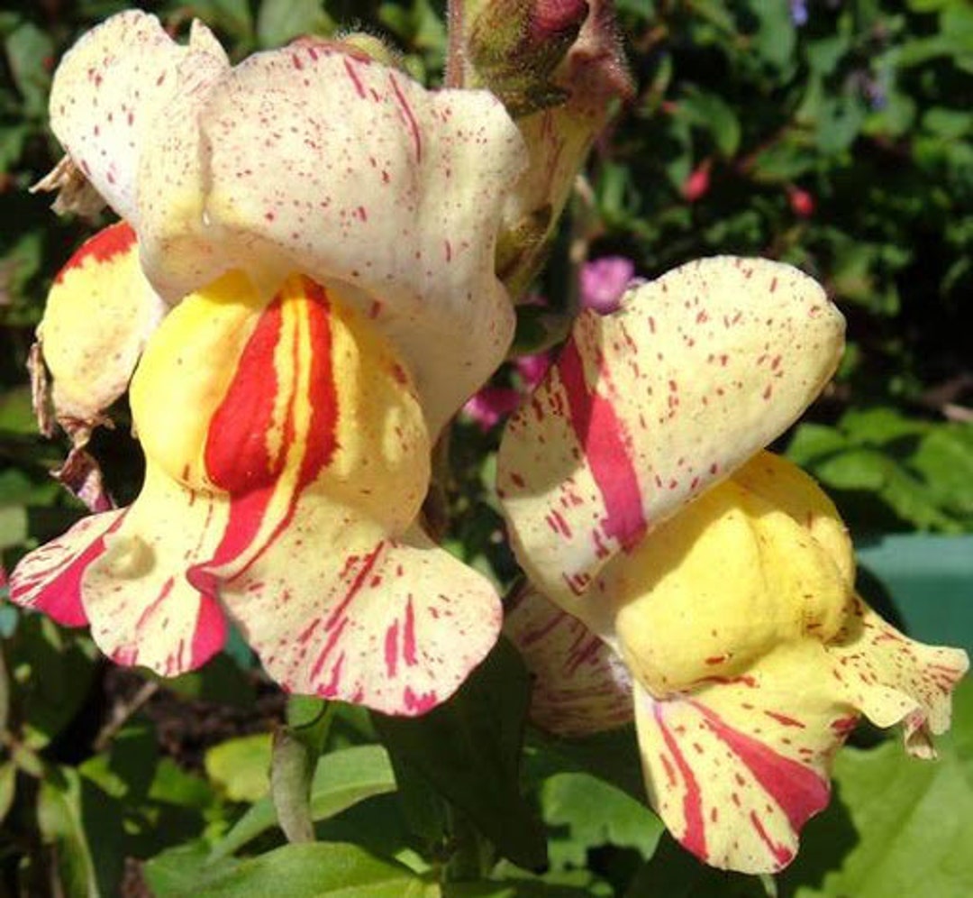 Snapdragon, Common 'brighton Rock' Seeds - Etsy