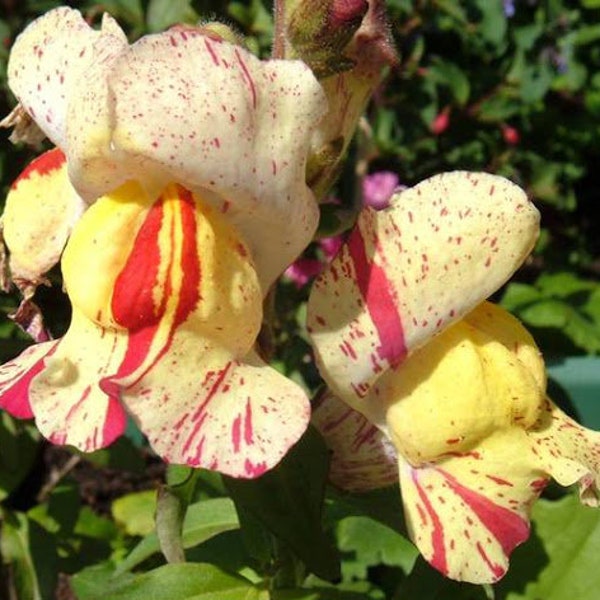 Brighton Rock - Etsy