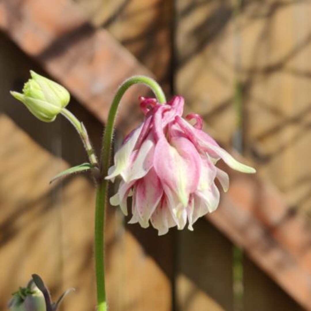 Columbine, Common 'double Burnt Rose' Seeds - Etsy