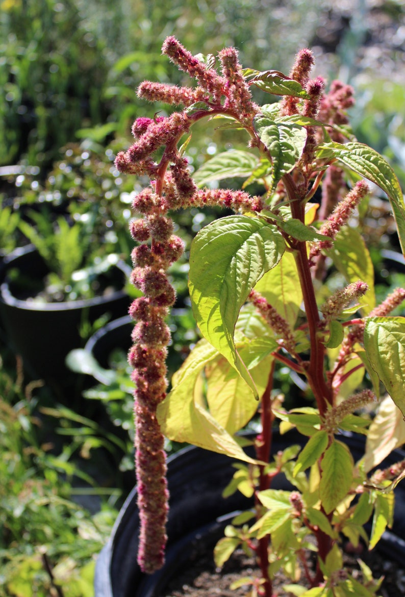 Amaranth Pendant 'mira' Seeds - Etsy