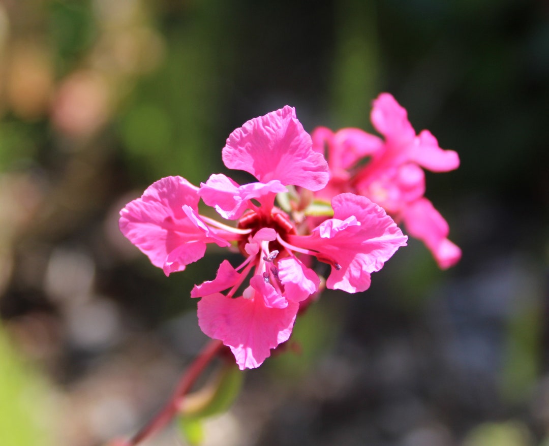 Clarkia, Elegant 'pink' Seeds - Etsy