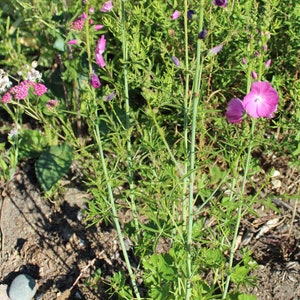 Mallow, Prairie 'party Girl' Seeds - Etsy