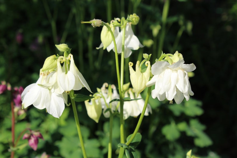 Columbine, Common 'grandmothers Garden Mix' Seeds - Etsy