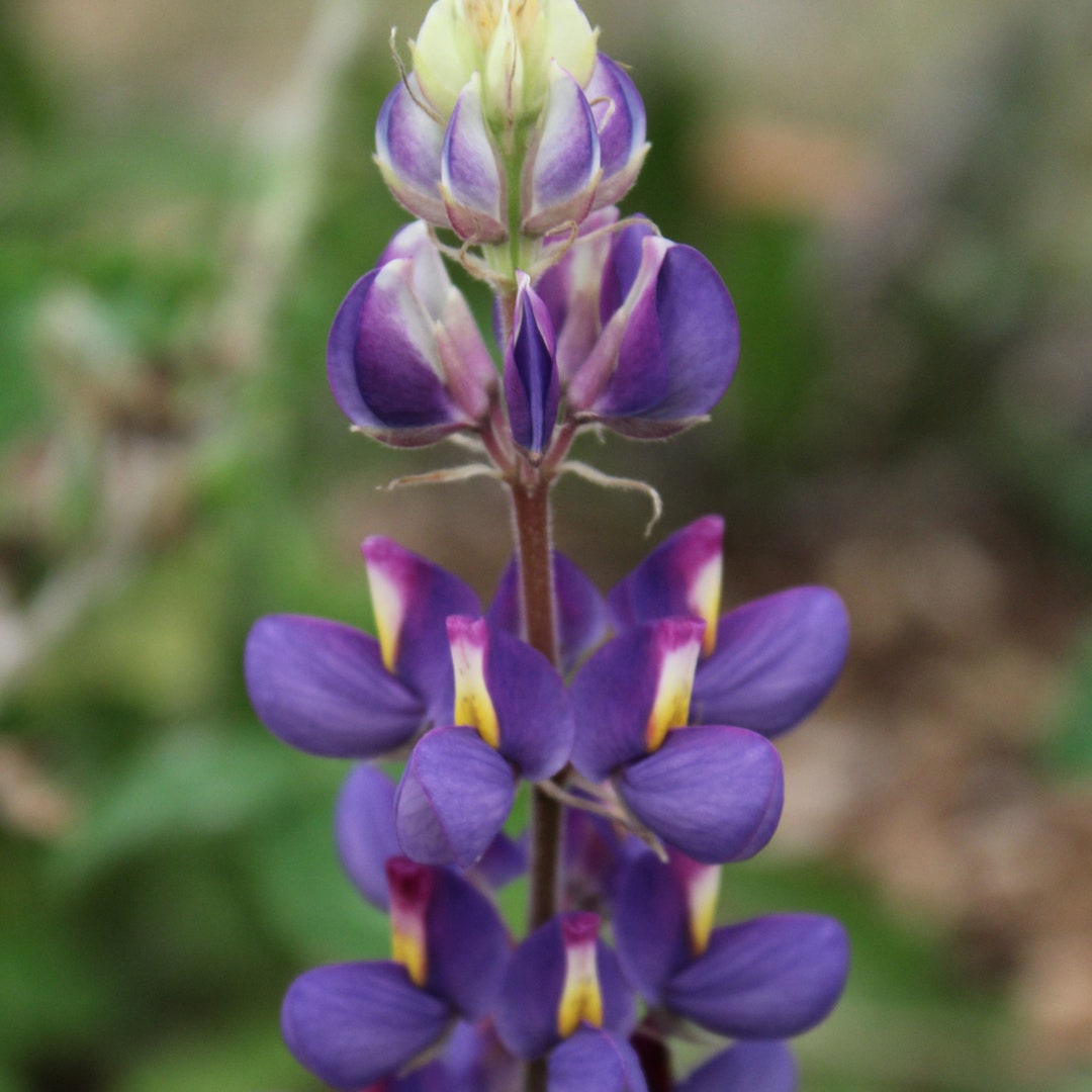 Lupine, Andean 'choquequirao Trail' (BK14513.18) - Etsy