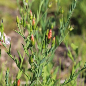 Flax, Scarlet 'charmer Salmon' Seeds - Etsy