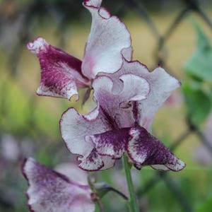 Sweet Pea, 'wiltshire Ripple' Seeds - Etsy