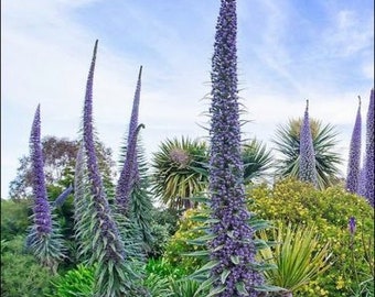 Echium White Bedder Flower Seeds/plantagineum/biennial 50 - Etsy