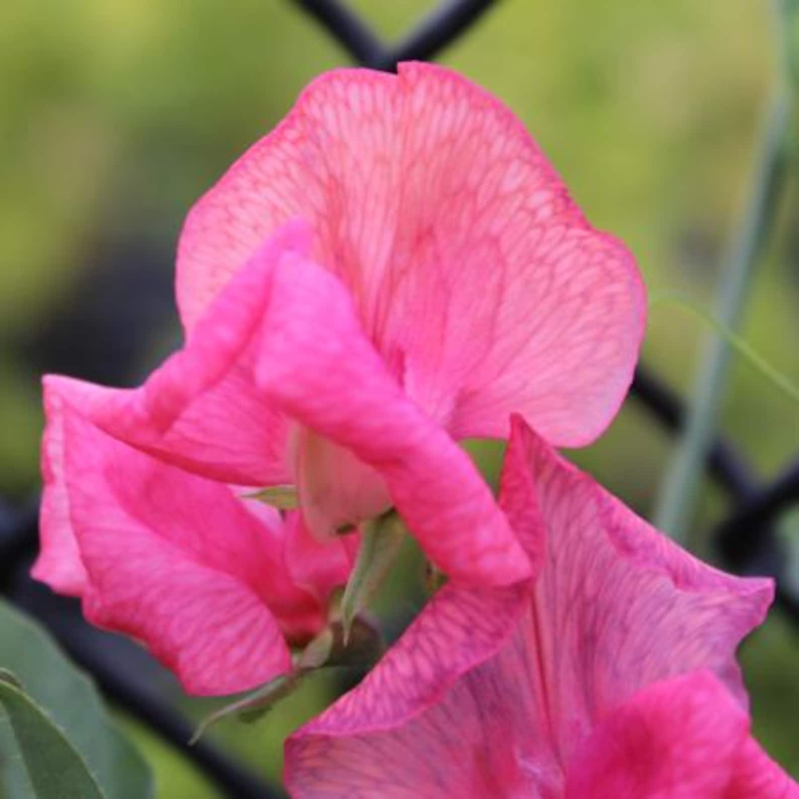 Sweet Pea, 'prince of Orange' Seeds - Etsy