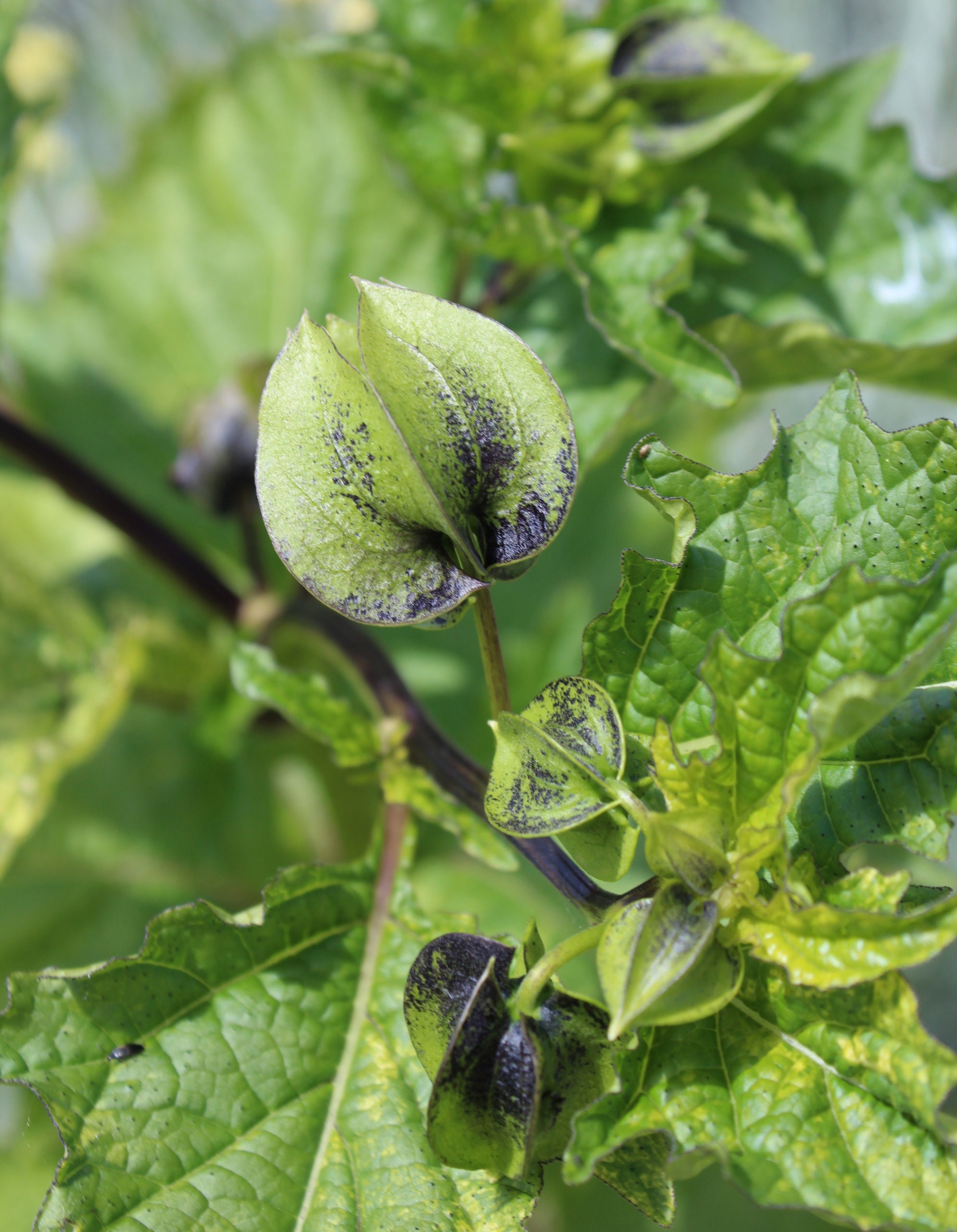 Shoofly Plant 'splash of Cream' Seeds - Etsy