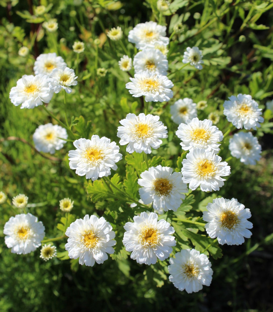 Feverfew Double 'white Wonder' Seeds - Etsy