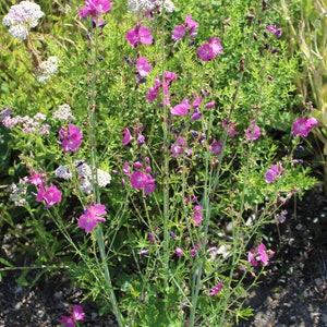 Mallow, Prairie 'party Girl' Seeds - Etsy