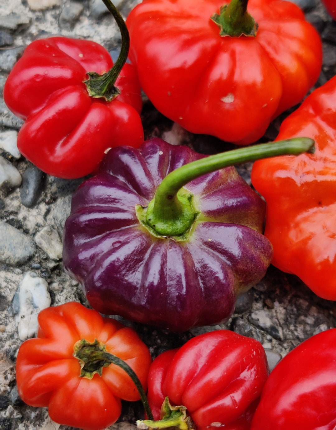 Pepper, Bonnet 'aji Cachucha Purple Splotched' Seeds - Etsy