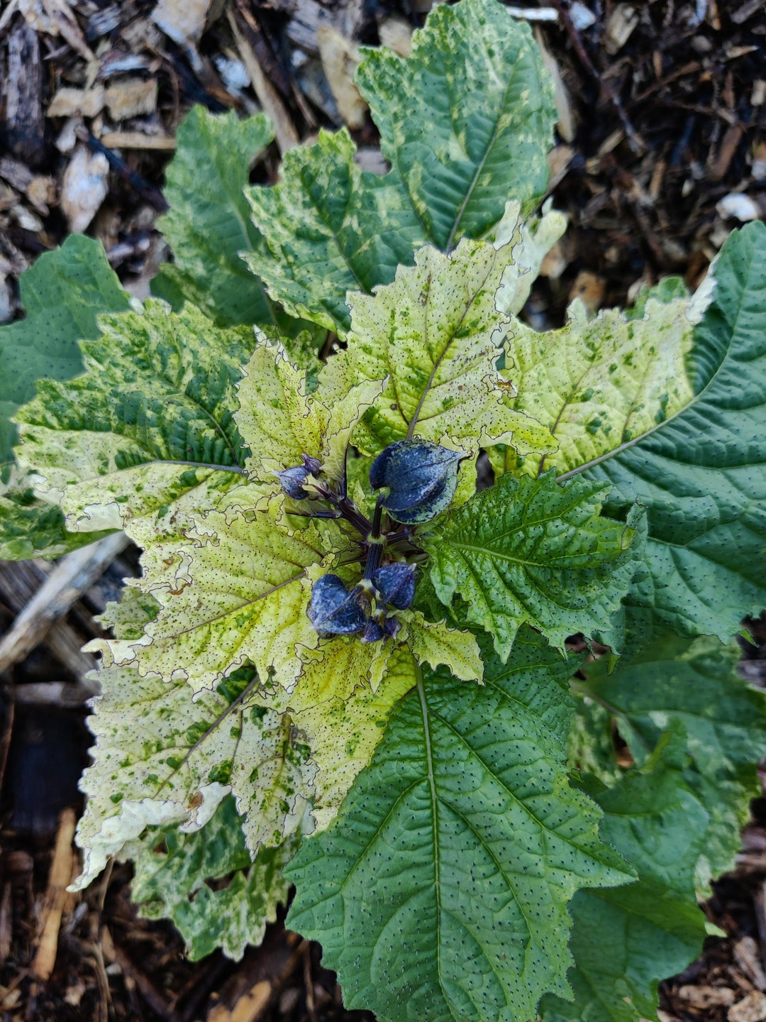 Shoofly Plant 'splash of Cream' Seeds - Etsy