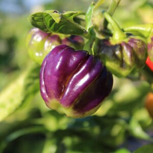 Pepper, Bonnet 'aji Cachucha Purple Splotched' Seeds - Etsy