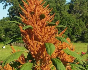 Amaranth Chinese Giant Orange - Etsy