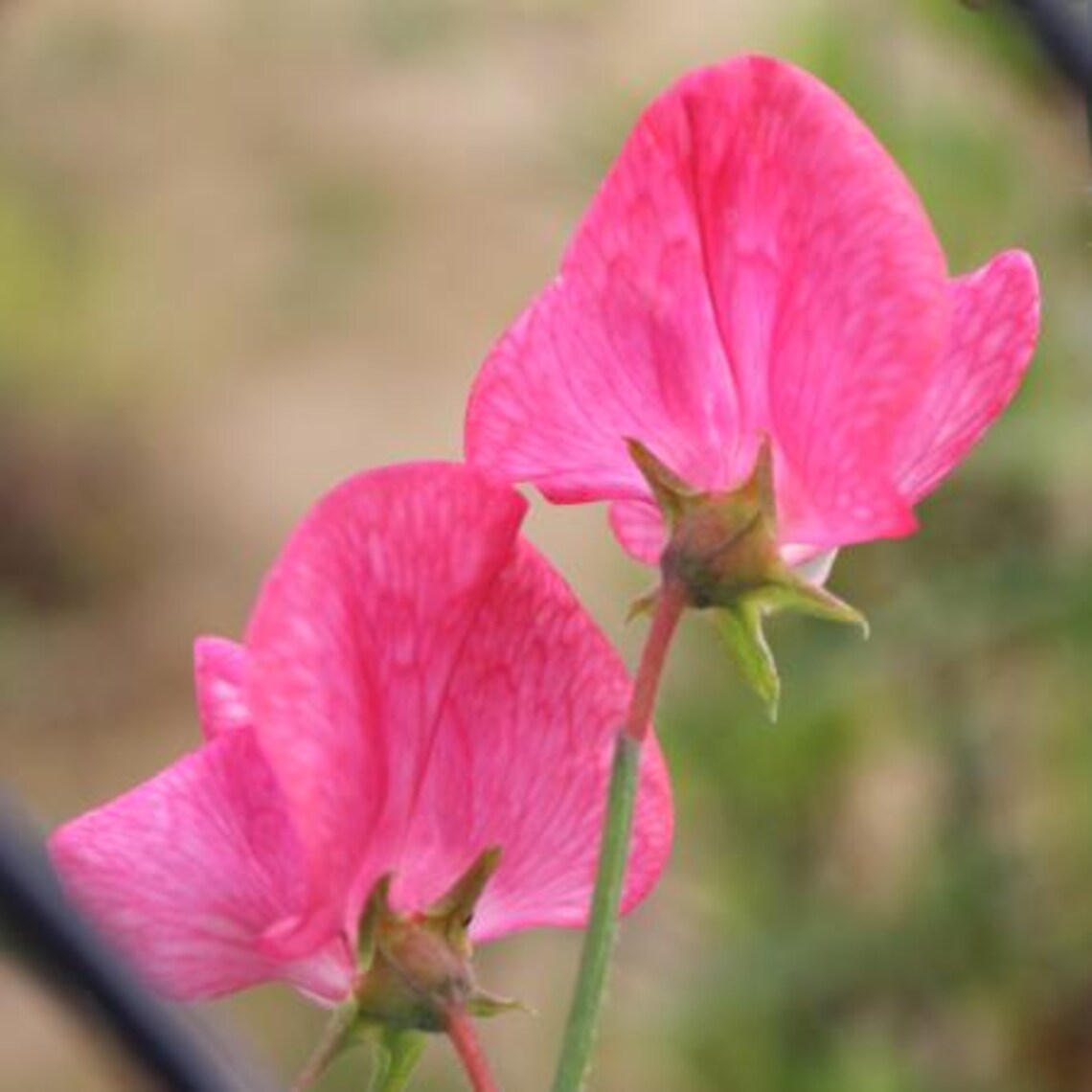 Sweet Pea, 'prince of Orange' Seeds - Etsy