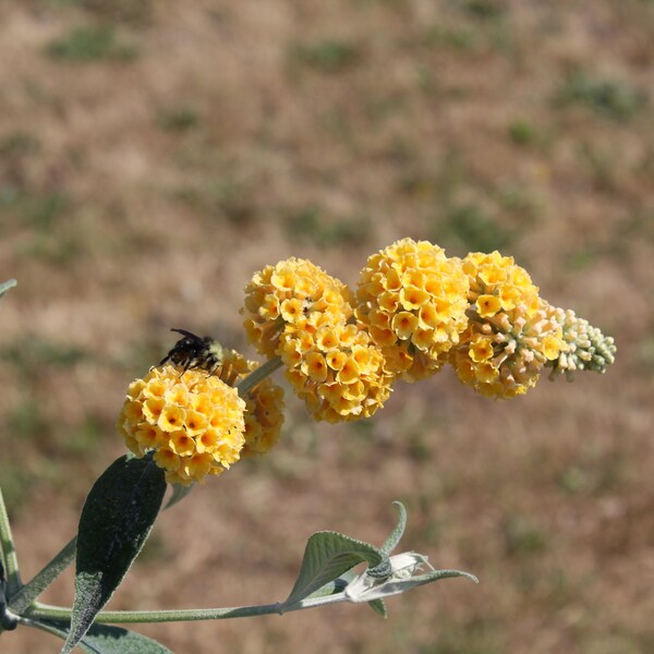 Yellow Butterfly Bush - Etsy