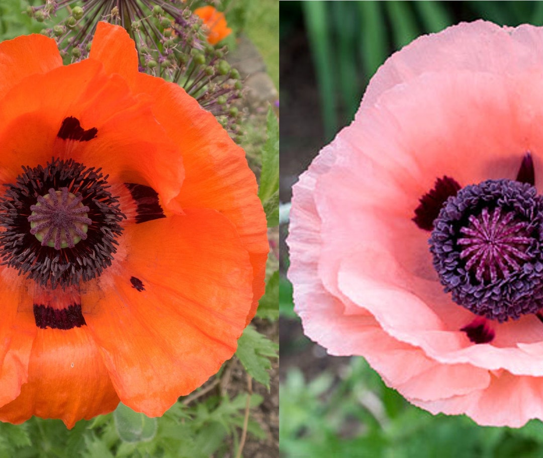 Poppy, Oriental, Mix of 'prince of Orange' & 'princess Victoria Louise ...