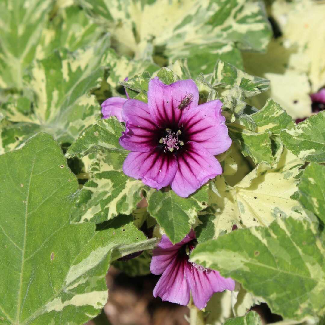 Mallow, Tree 'variegated' Seeds - Etsy