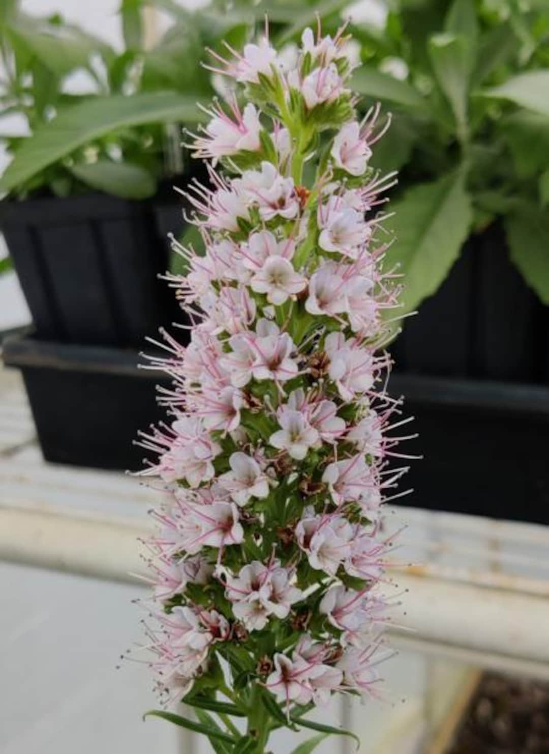 Pride of Madeira, Silver Pink Seeds - Etsy