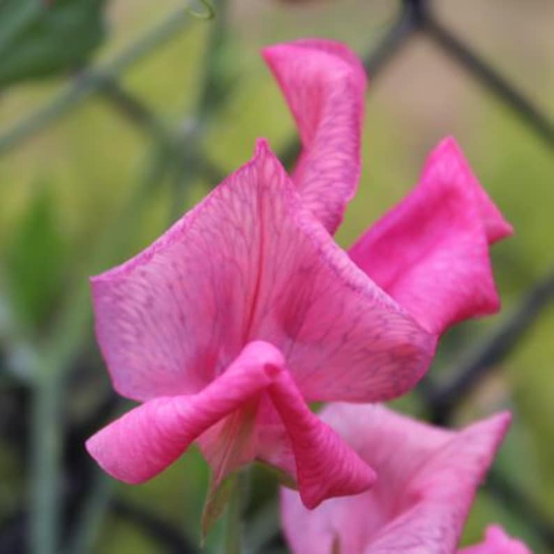 Sweet Pea, 'prince of Orange' Seeds - Etsy
