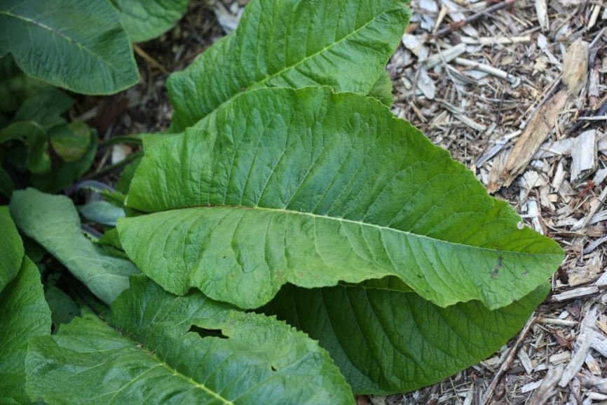 Benefits And Uses Of Elecampane Serenity Hill Farmstead