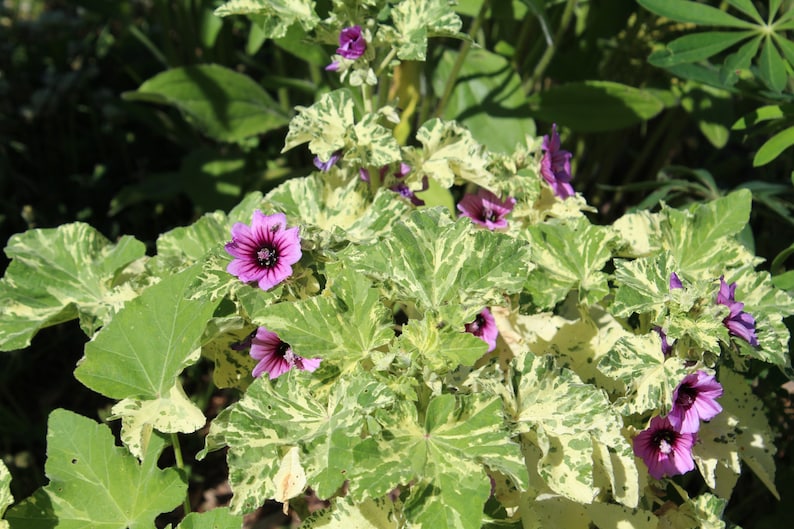 Mallow, Tree 'variegated' Seeds - Etsy