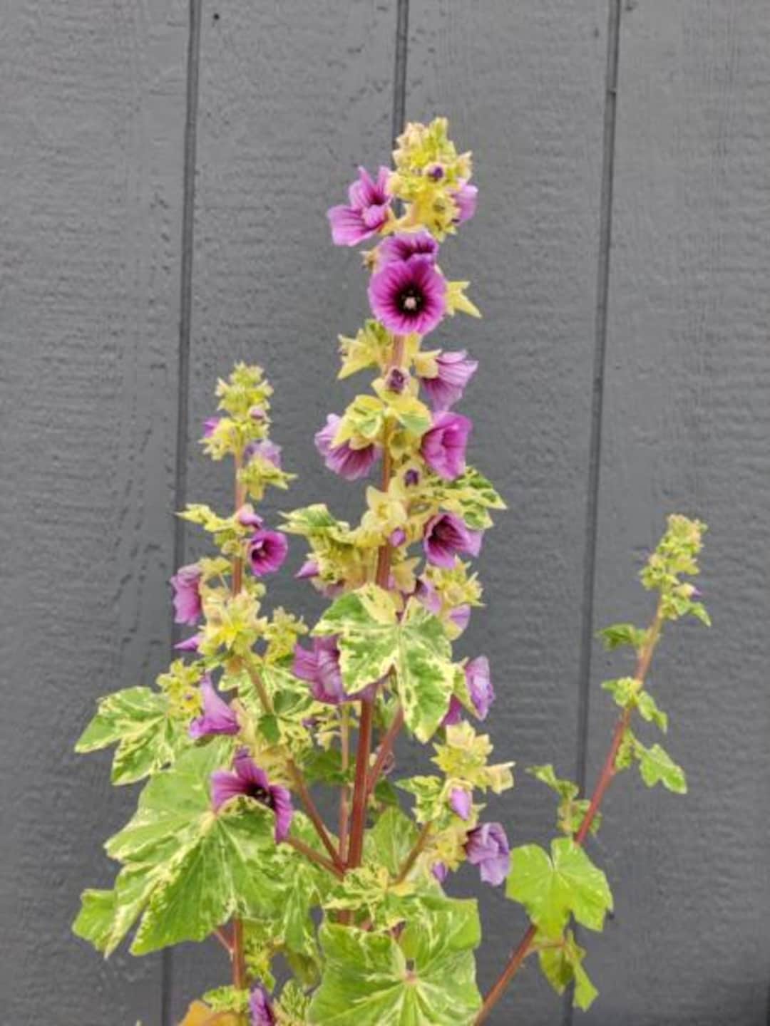 Mallow, Tree 'variegated' Seeds - Etsy