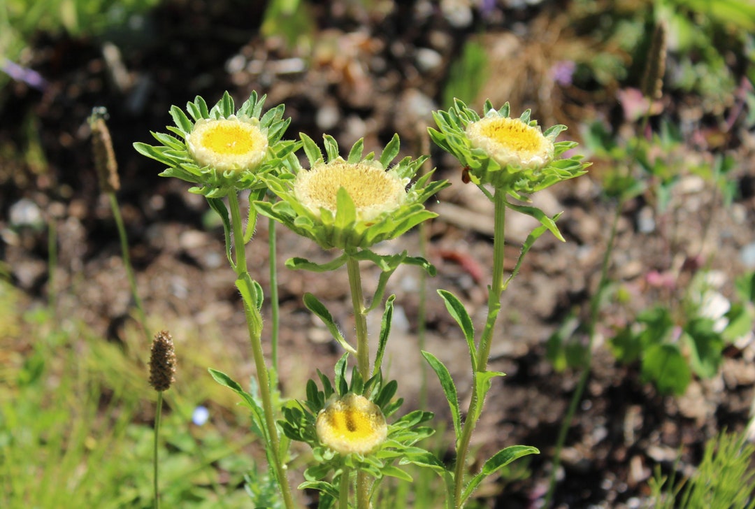 Aster, Chinese 'hulk' Seeds - Etsy