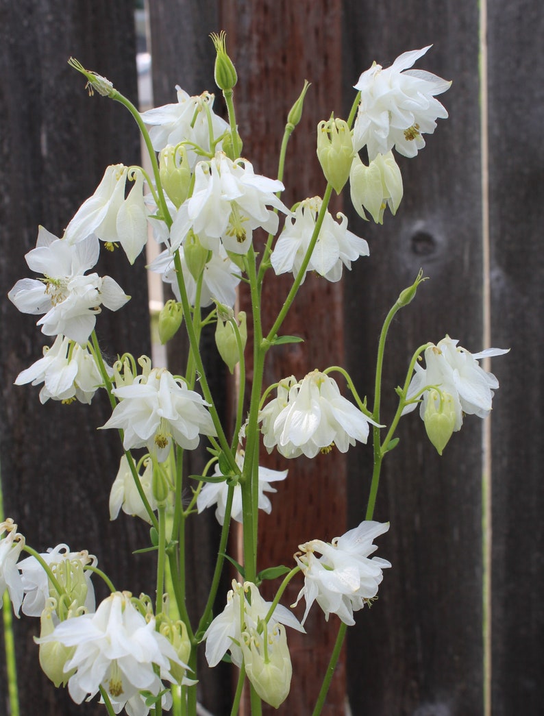 Columbine, Common 'grandmothers Garden Mix' Seeds - Etsy