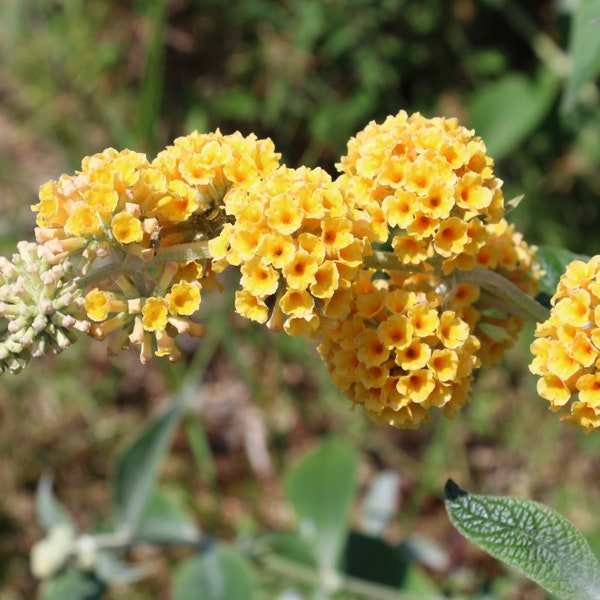 Yellow Butterfly Bush - Etsy