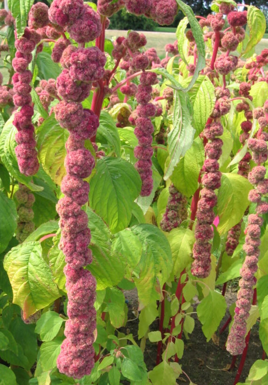 Amaranth Pendant 'mira' Seeds - Etsy