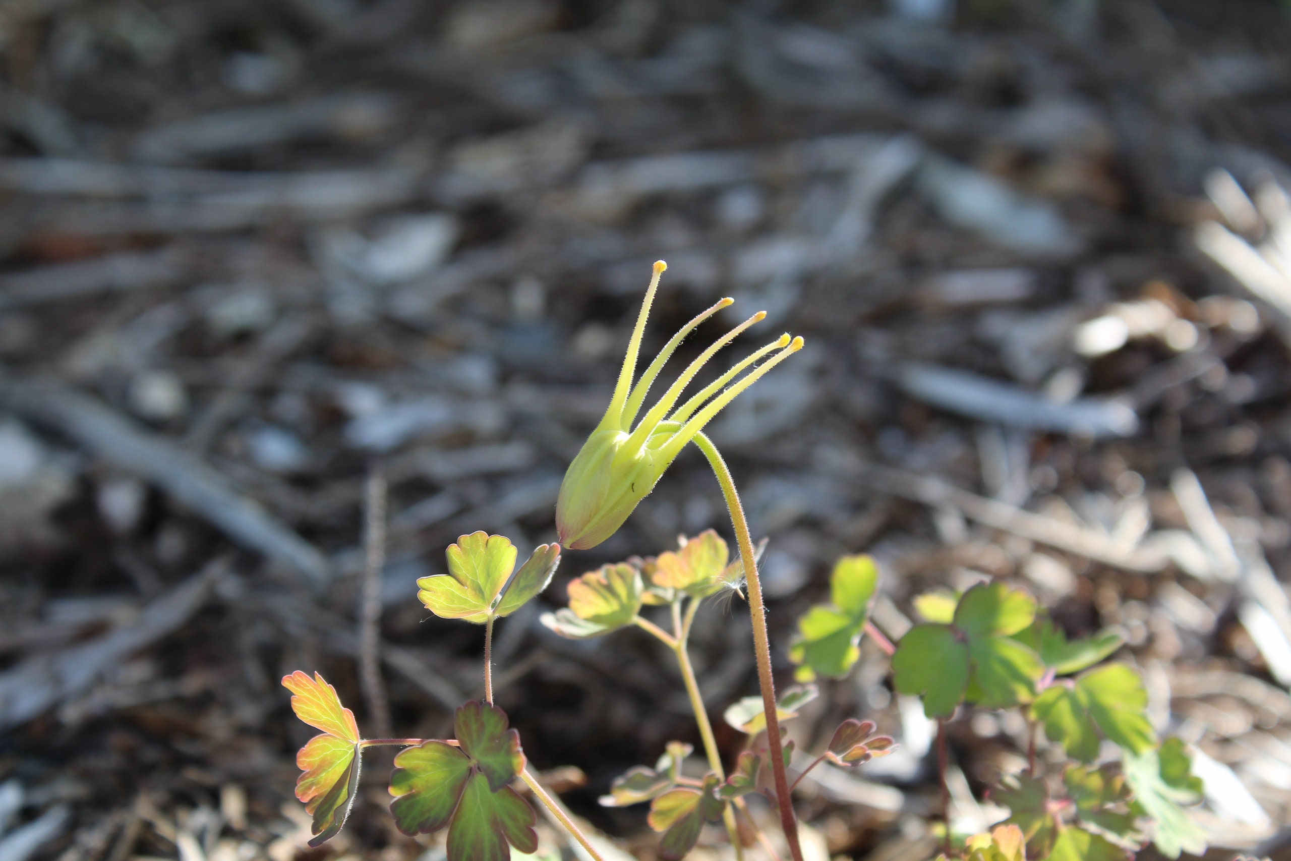 Columbine Long Spur Yellow Seeds - Etsy