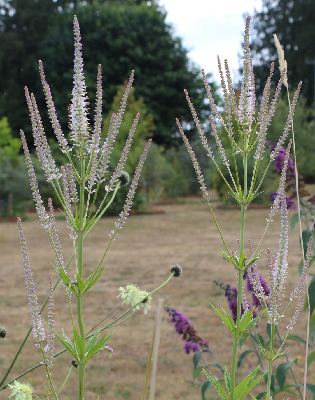Culver's Root, Siberian Seeds - Etsy