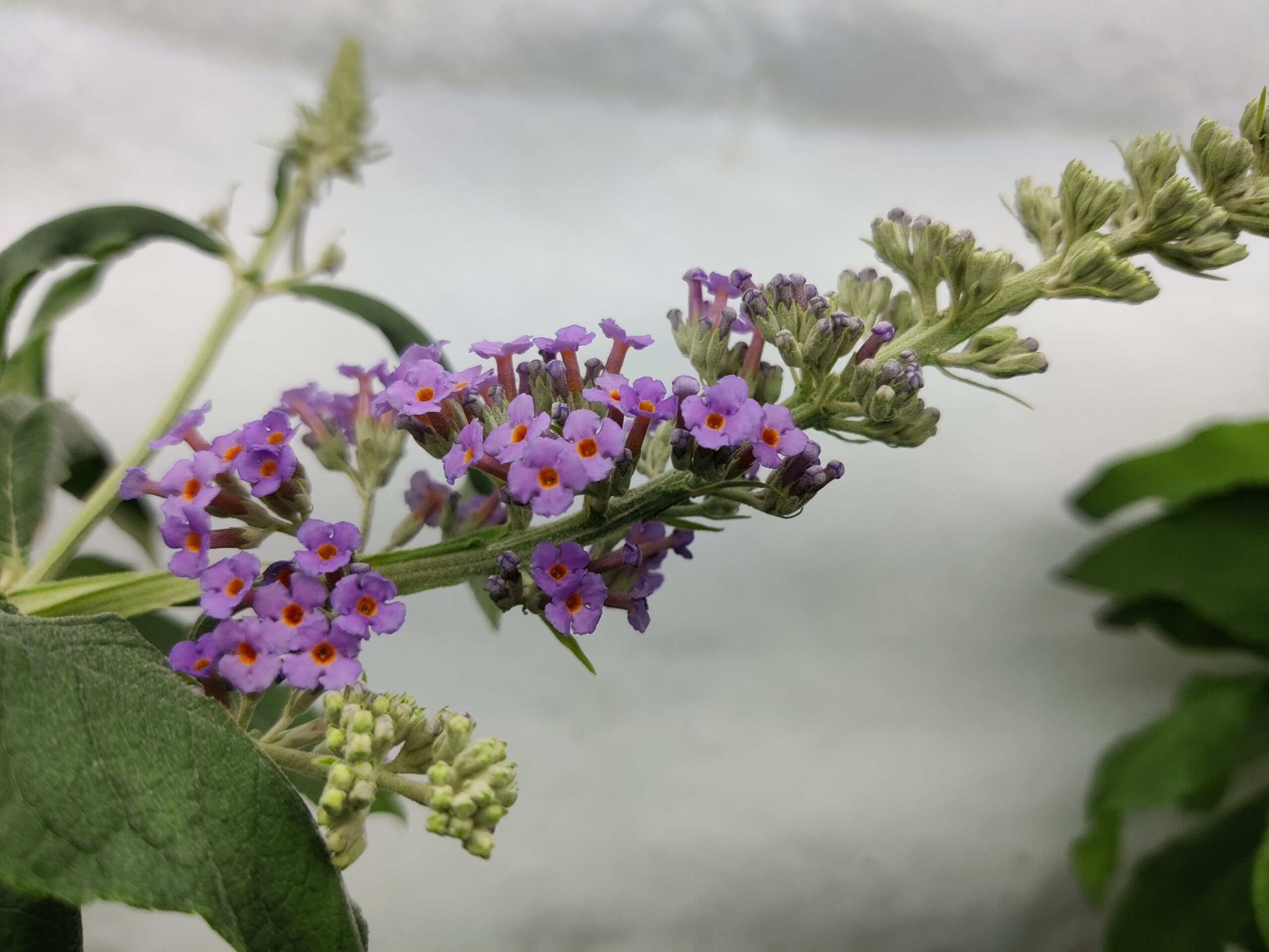 Butterfly Bush, Long-spiked Seeds - Etsy