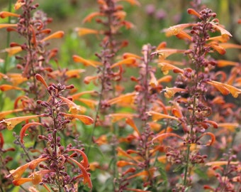 Hummingbird Mint Seeds - Etsy