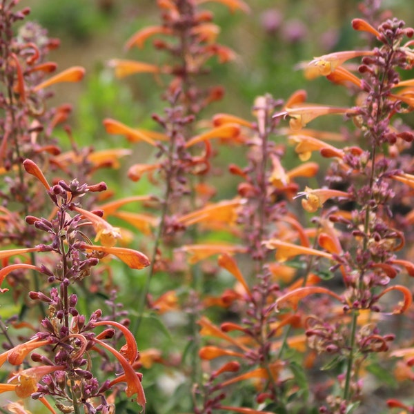 Hummingbird Mint Plant - Etsy