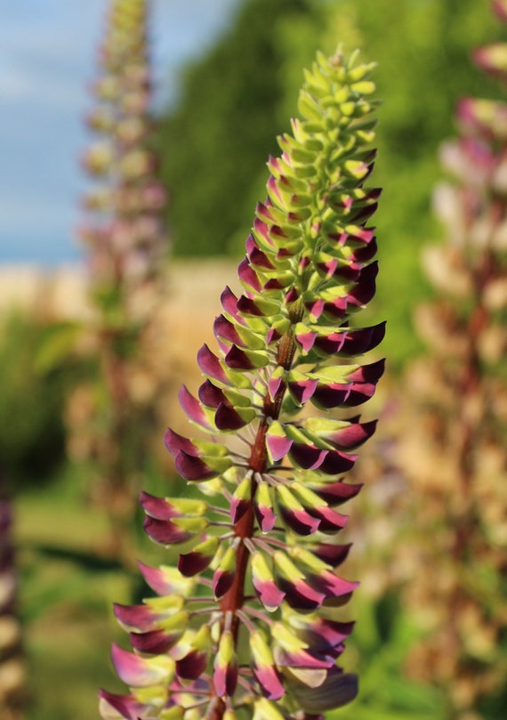 Lupine Big-leaf 'willamette Valley' - Etsy