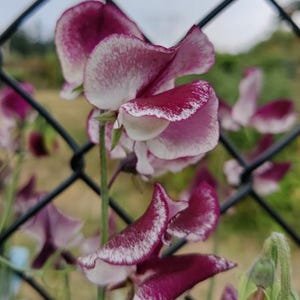 Sweet Pea, 'wiltshire Ripple' Seeds - Etsy