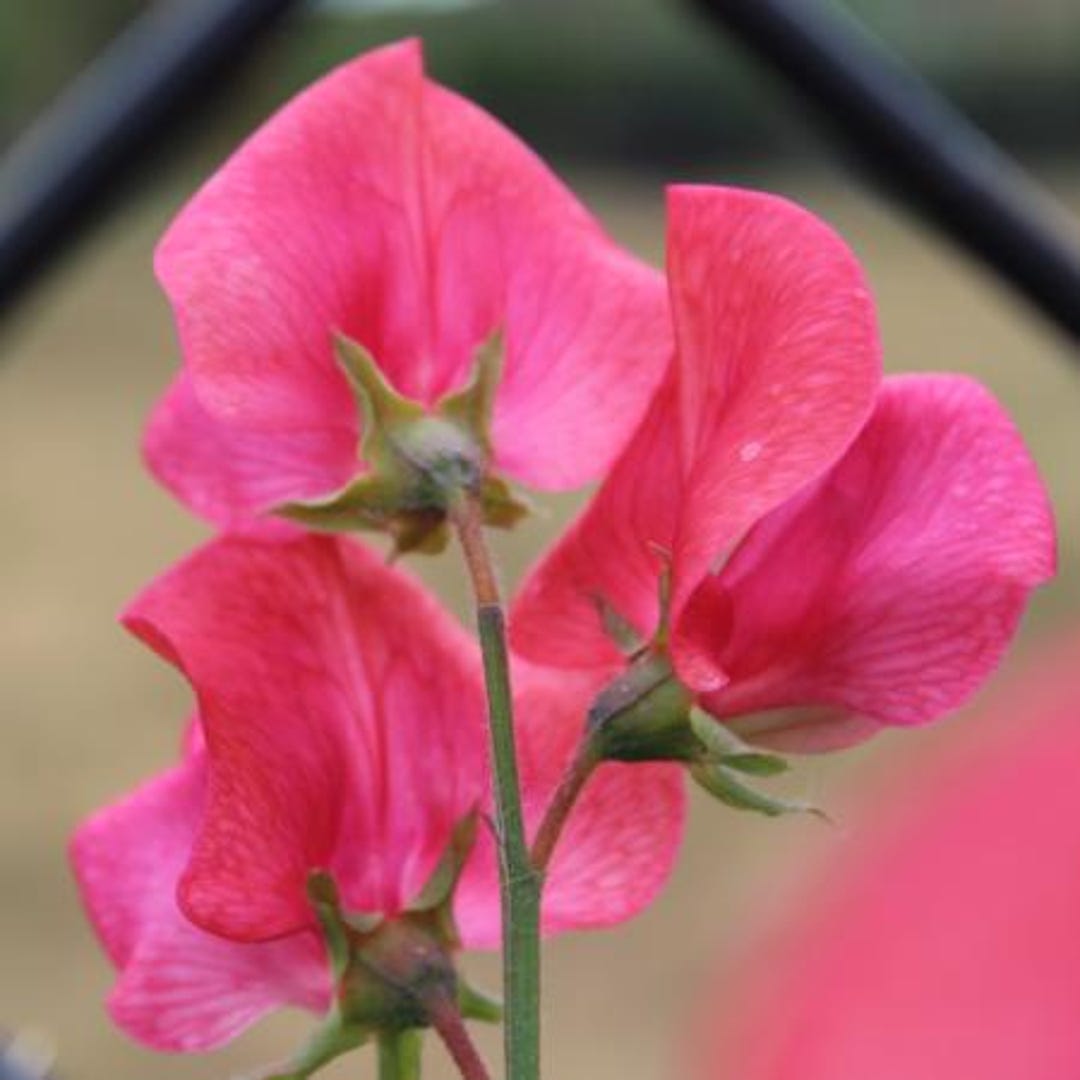 Sweet Pea, 'prince of Orange' Seeds - Etsy