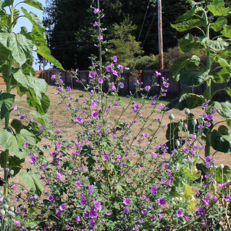 Prairie Smoke - Etsy