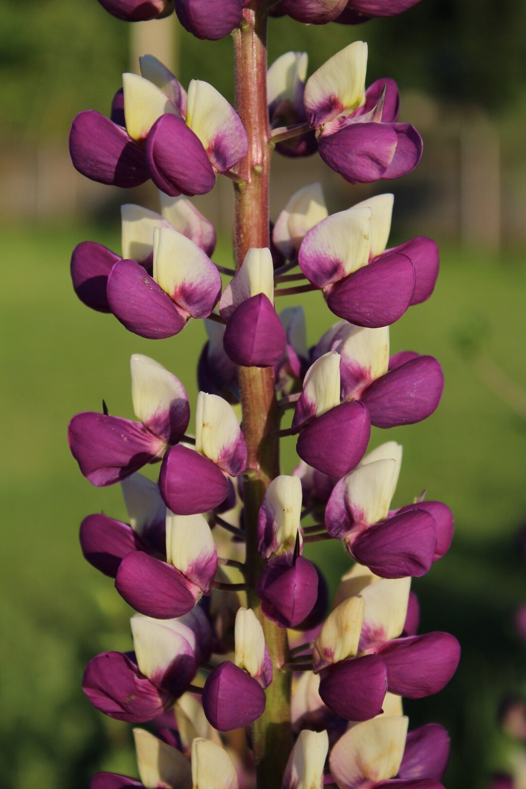 Lupine, Russell 'purple & White' Seeds - Etsy